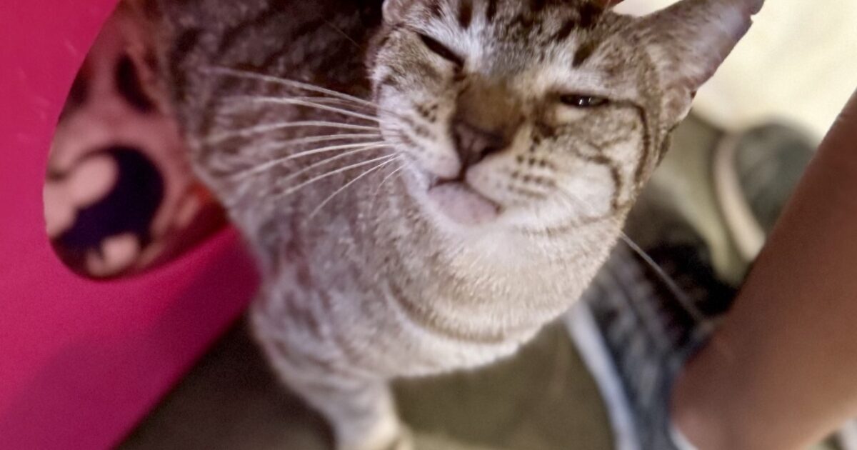 Austin Pets Alive! | Premiere