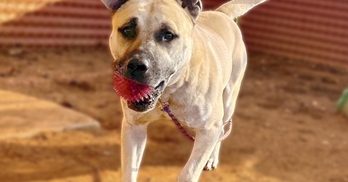 Austin Pets Alive! | Neko