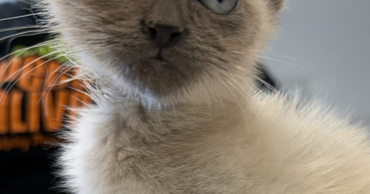 Austin Pets Alive! | Cereal Milk 1