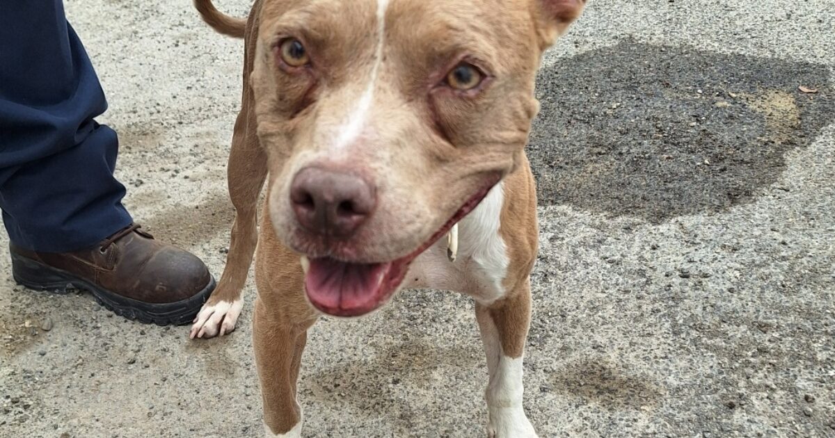 Austin Pets Alive! | Posey