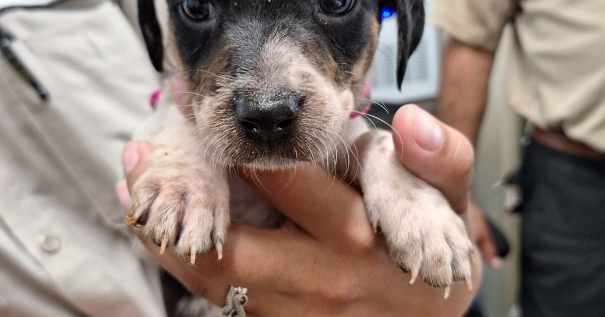 Austin Pets Alive! | Lamb Chop