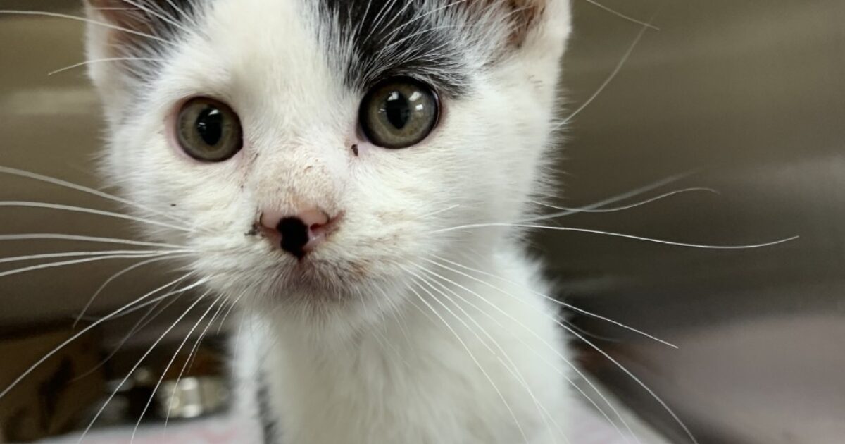 Austin Pets Alive! | Love Beads