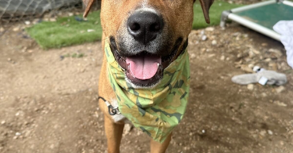 Austin Pets Alive! | Dimples
