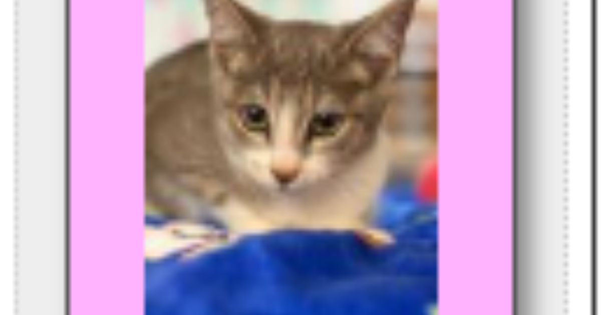 Austin Pets Alive! | Baby Ruth