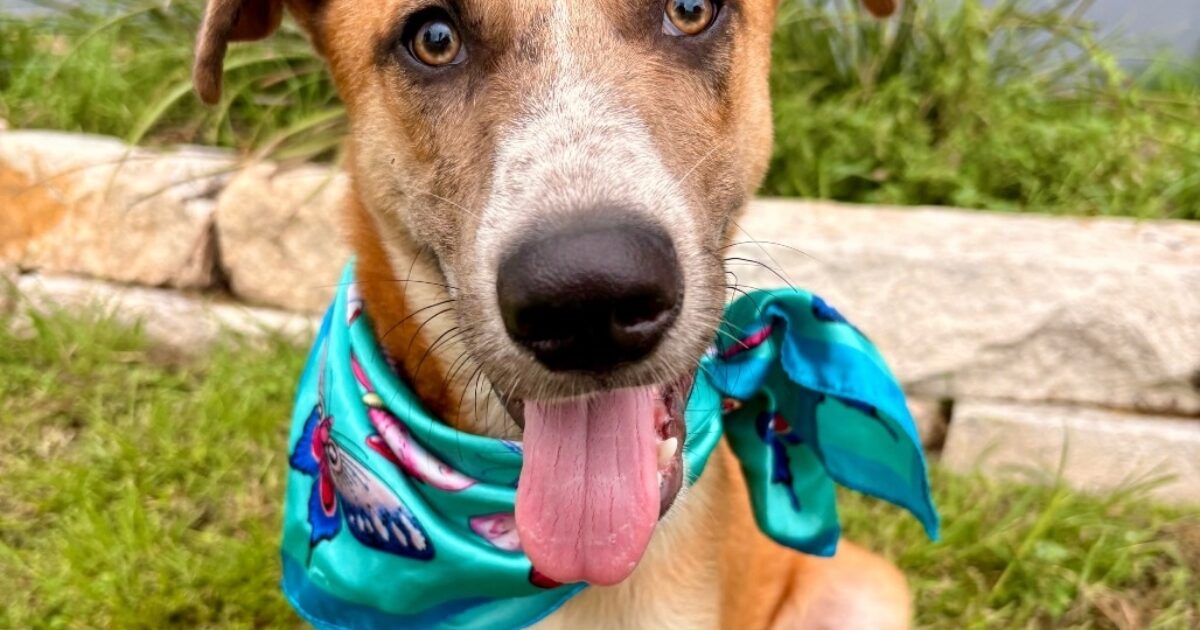 Austin Pets Alive! | Charlie