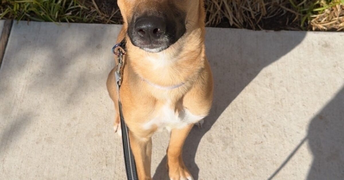 Austin Pets Alive! | Rosalina