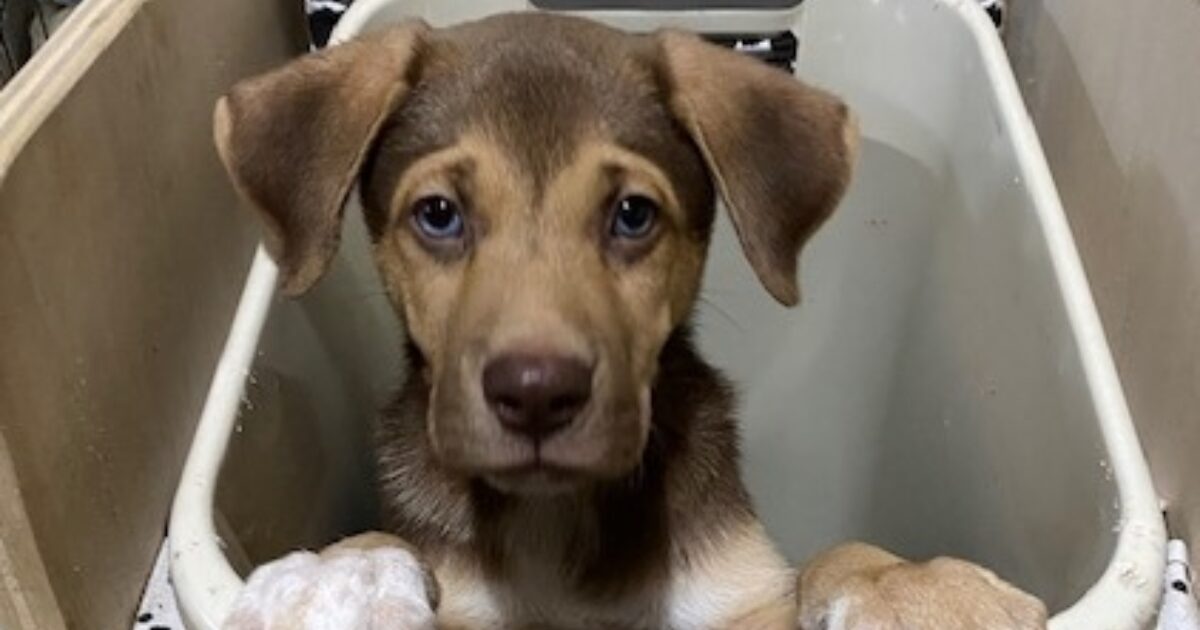 Austin Pets Alive! | Hawkeye