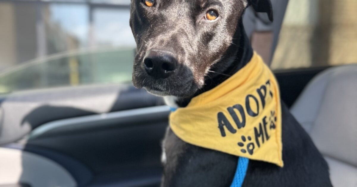 Austin Pets Alive! | Simon