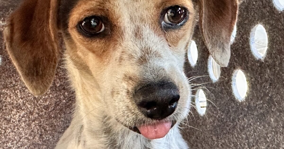 Austin Pets Alive! | Kaylor