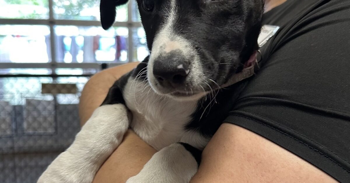 Austin Pets Alive! | Octavia