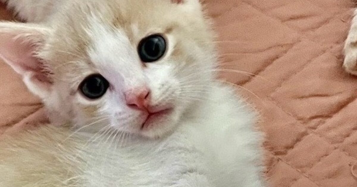 Austin Pets Alive! | Pancake Joe