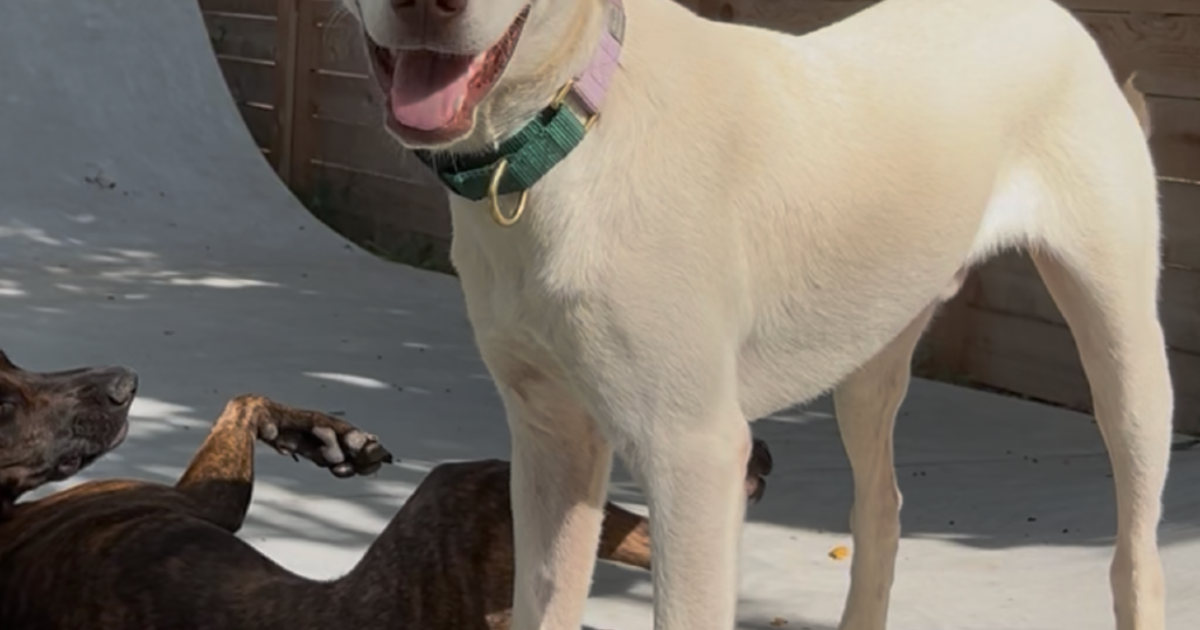 Austin Pets Alive! | Olaf