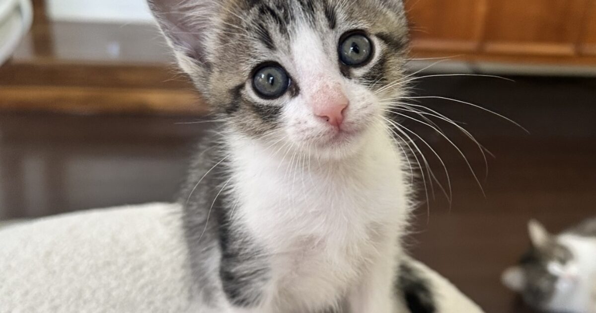 Austin Pets Alive! | Wendy 5