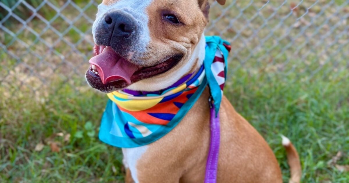 Austin Pets Alive! | House Party
