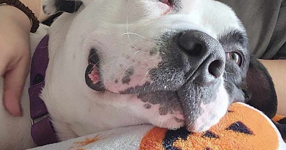 Austin Pets Alive! | Gelato