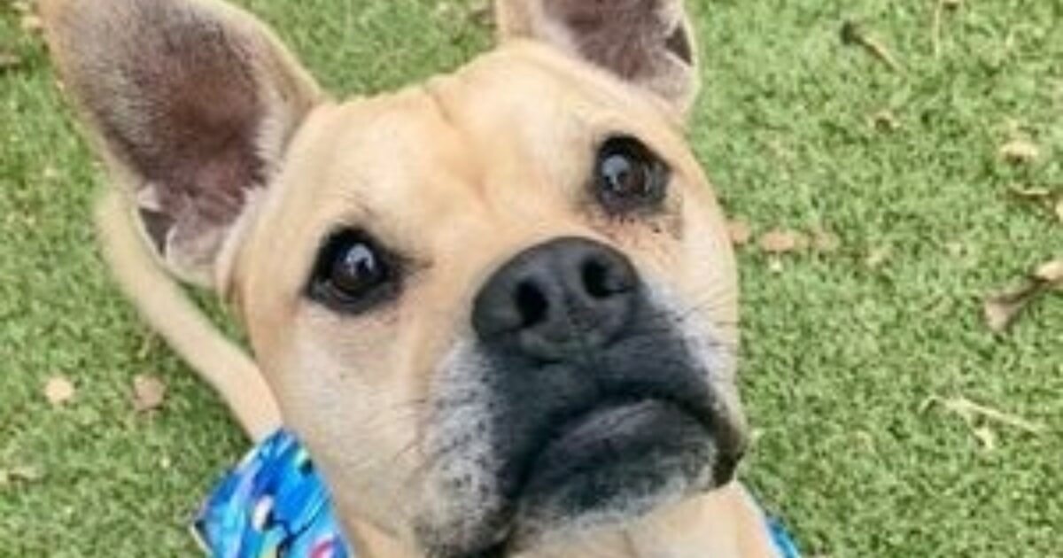 Austin Pets Alive! | Vindaloo