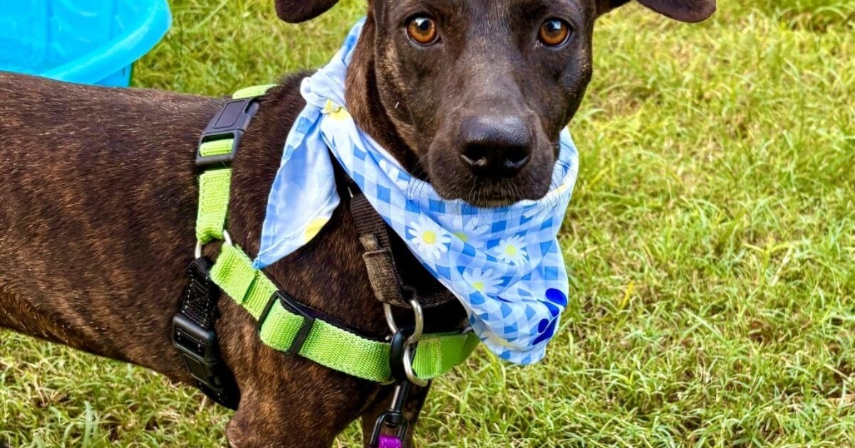 Austin Pets Alive! | Santos