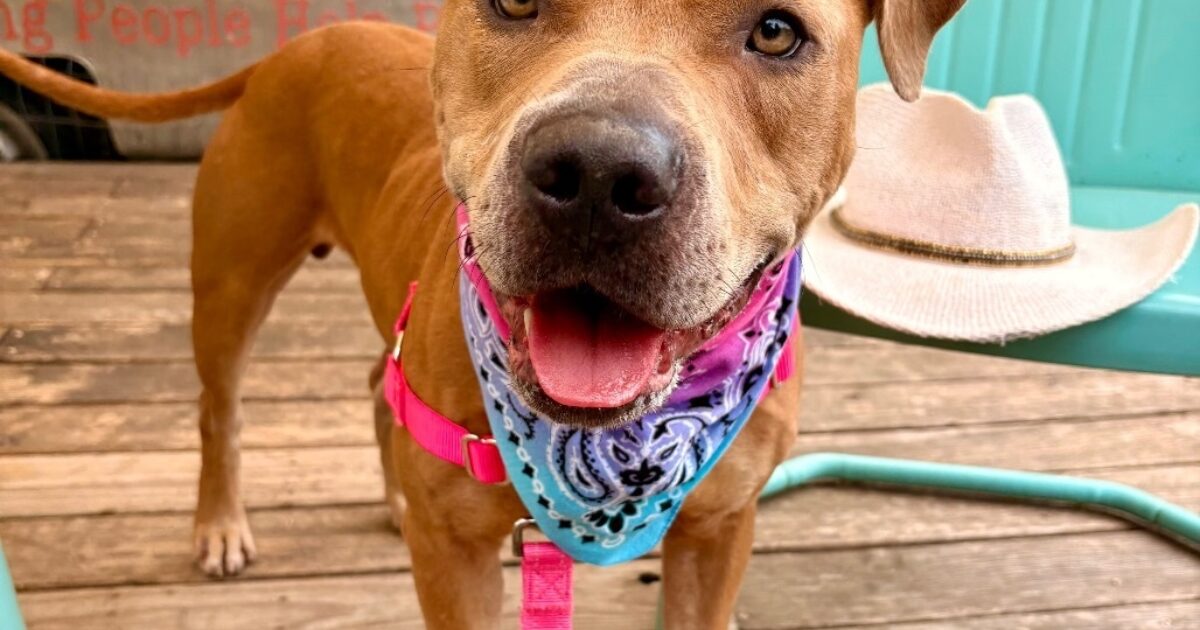 Austin Pets Alive! | Cowboy Caviar