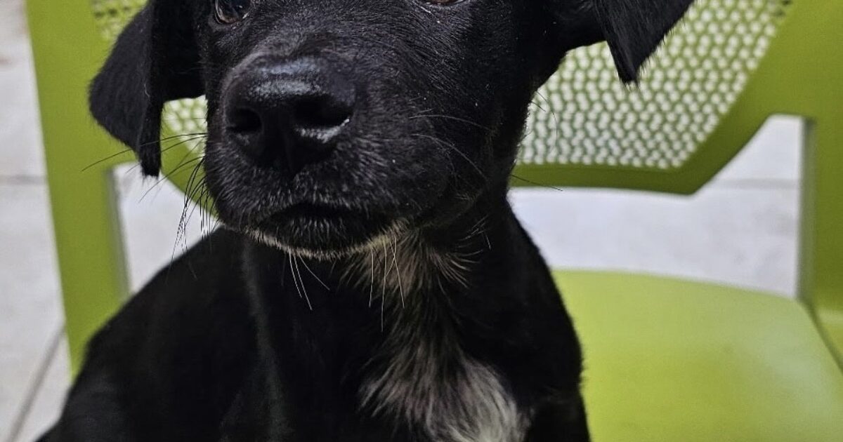 Austin Pets Alive! | Cody