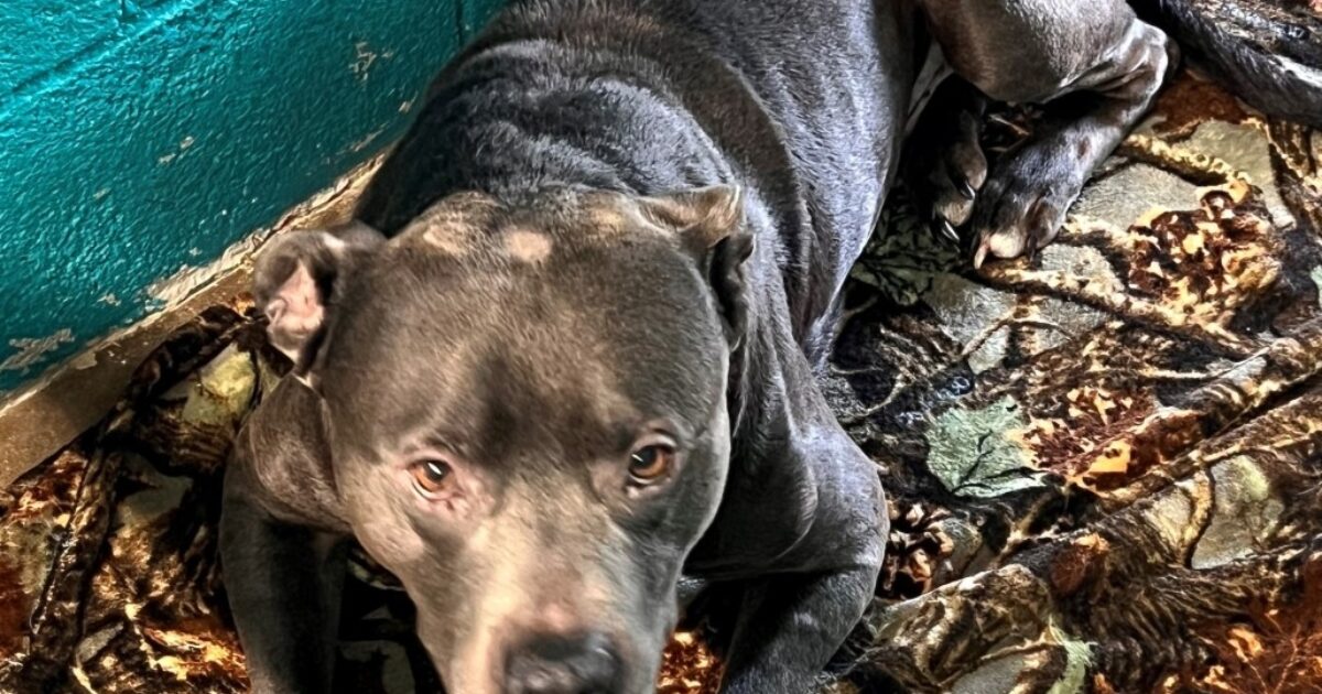 Austin Pets Alive! | Wilson