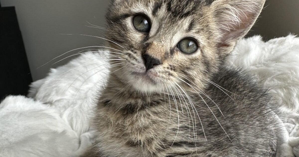 Austin Pets Alive! | Mariner 16