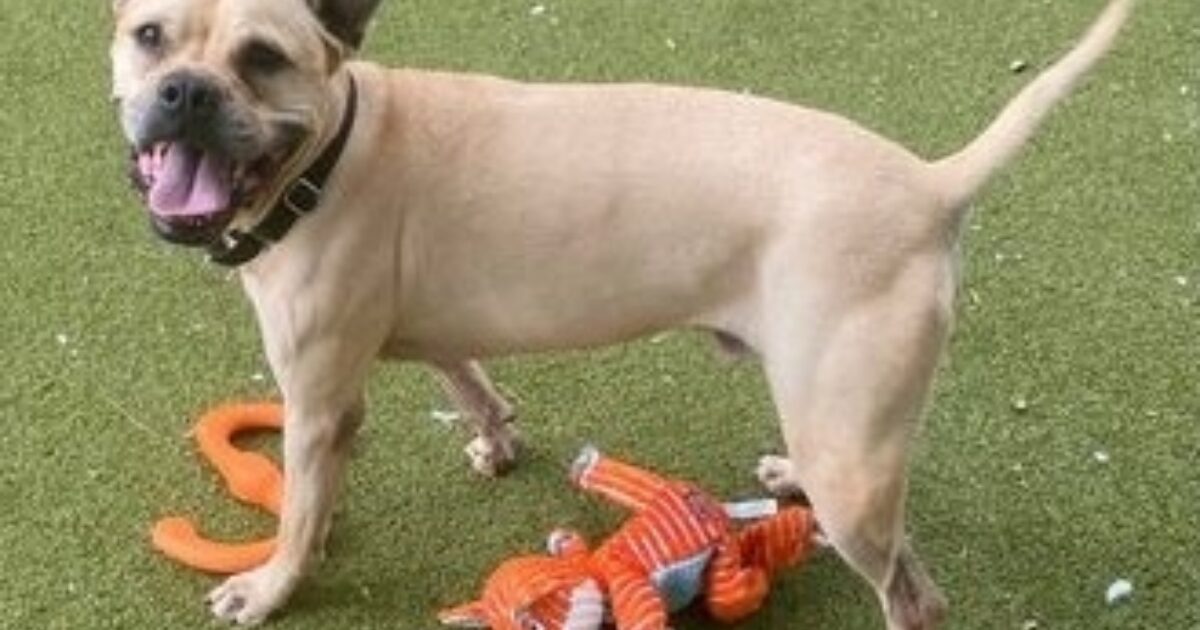 Austin Pets Alive! | Vindaloo