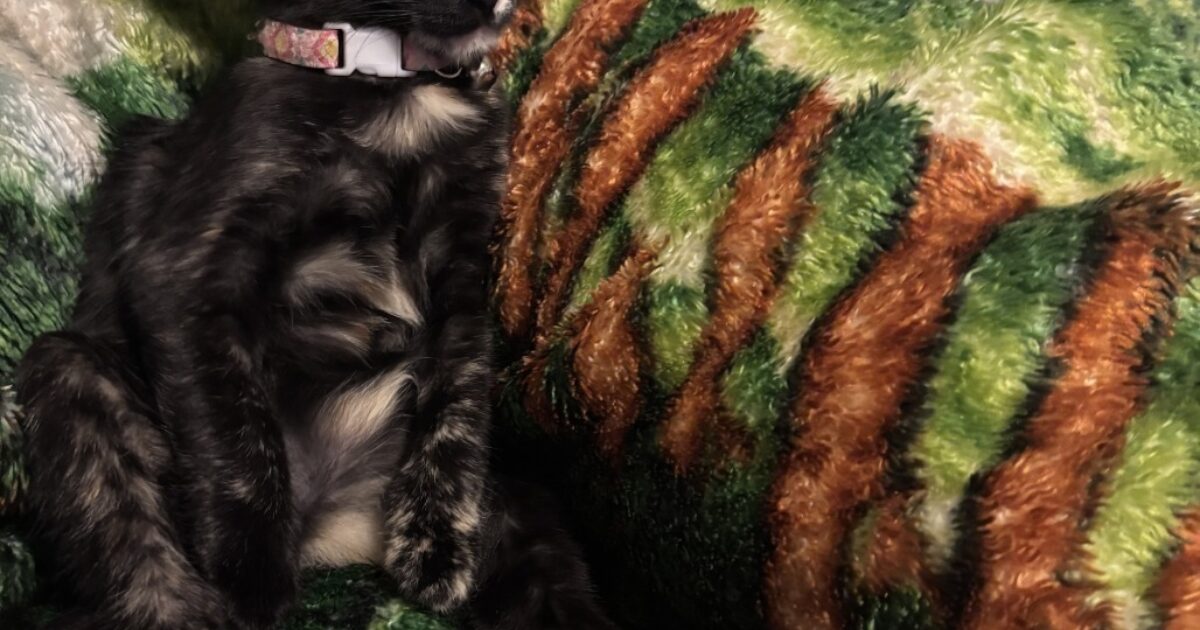 Austin Pets Alive! | All That 13