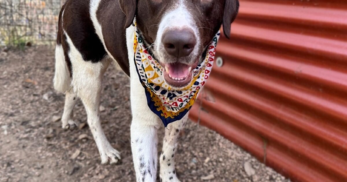 Austin Pets Alive! | Frankincense
