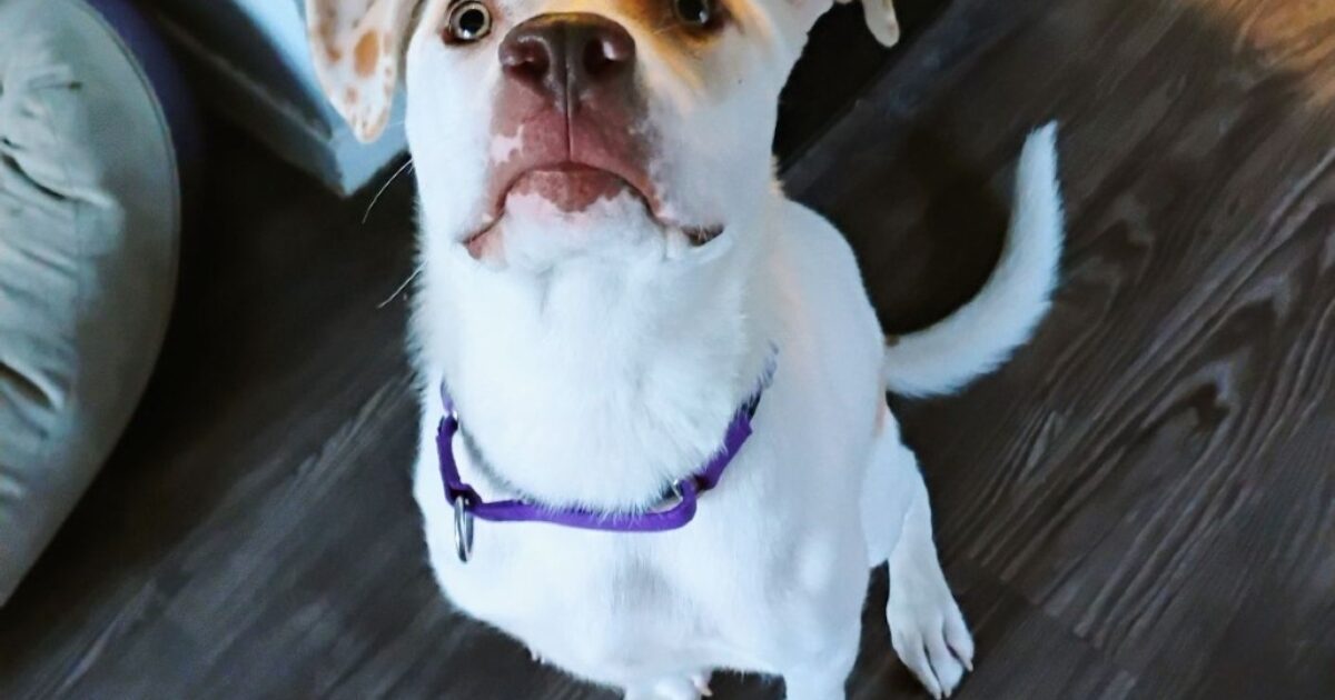 Austin Pets Alive! | Doja