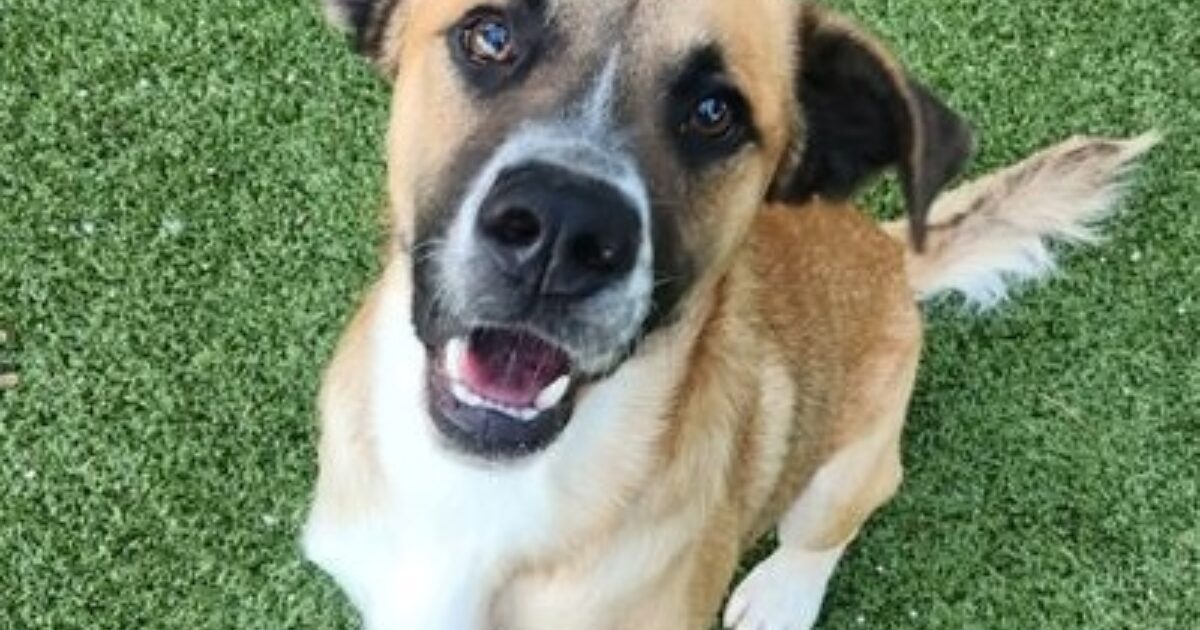 Austin Pets Alive! | Oso