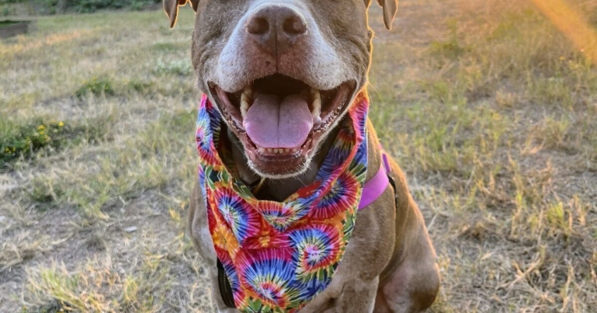 Austin Pets Alive! | Oro