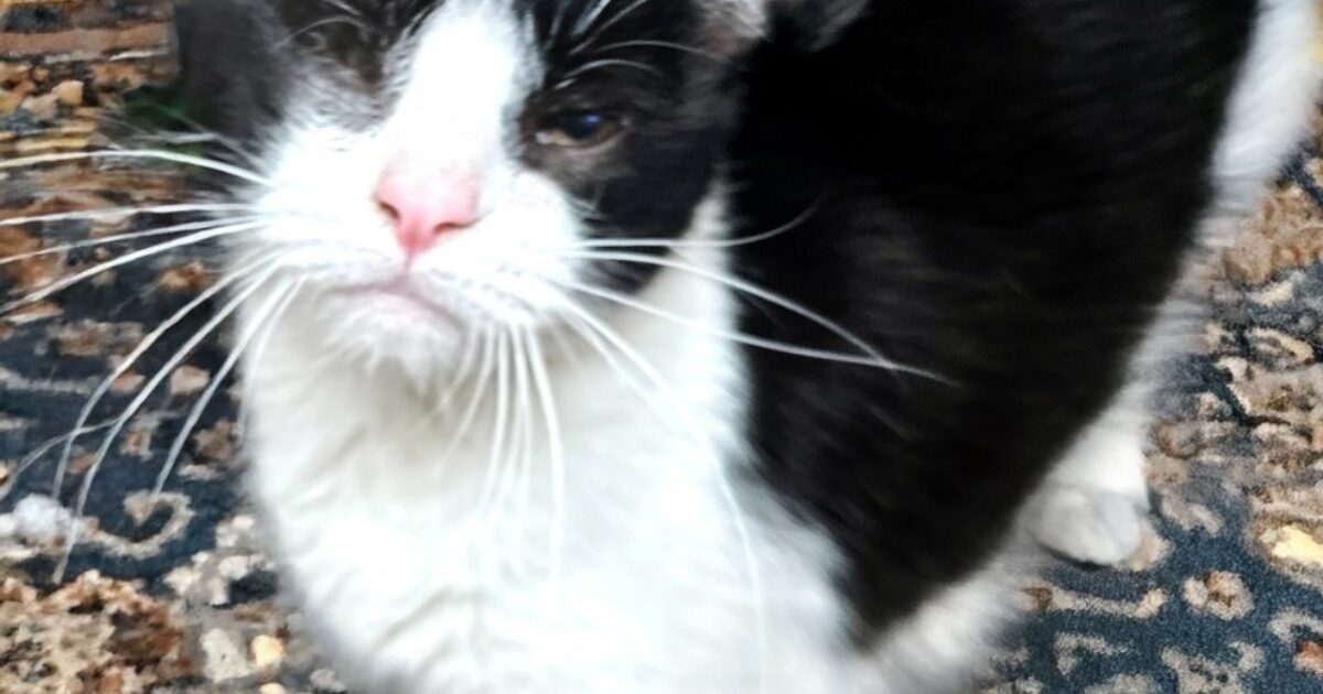 Austin Pets Alive! | Nugget MVP
