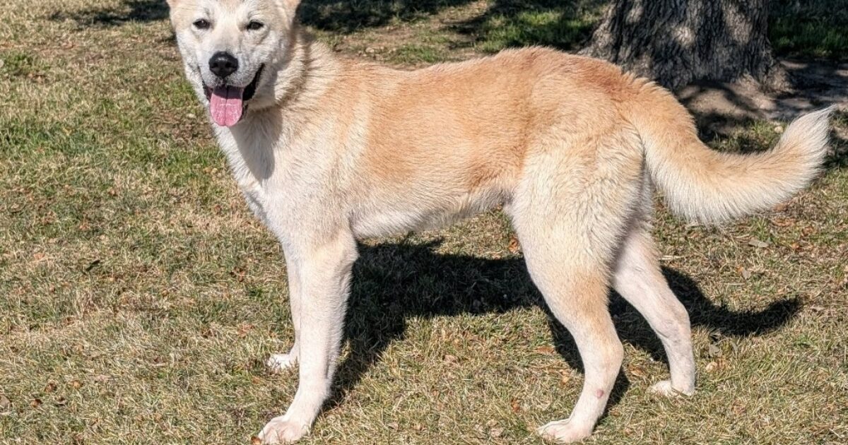 Austin Pets Alive! | Arctic