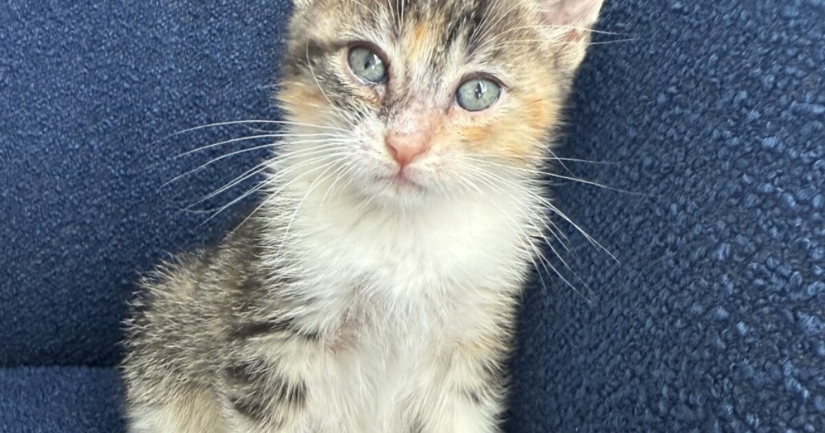 Austin Pets Alive! | Xia 28