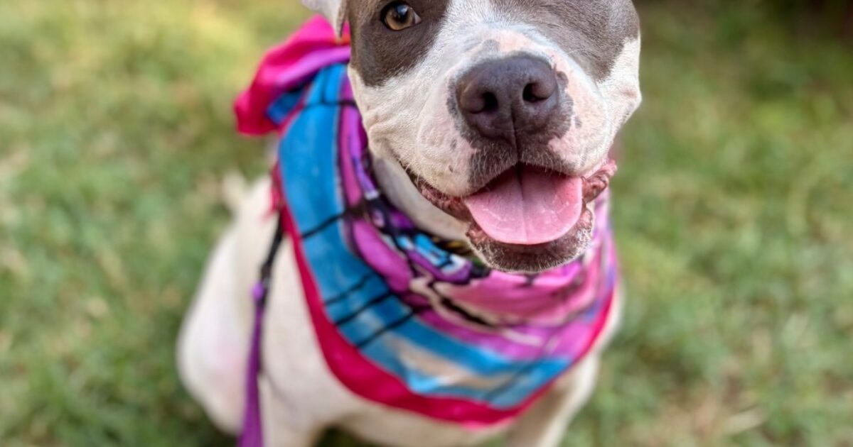 Austin Pets Alive! | Cassidy