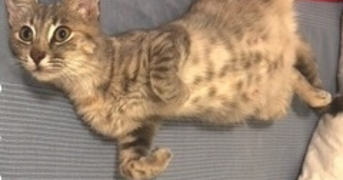 Austin Pets Alive! | Smoke Show