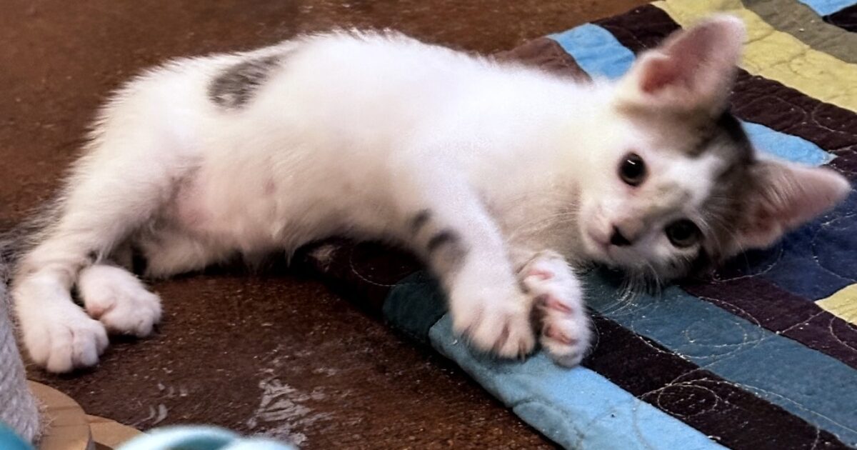 Austin Pets Alive! | Elephant Apple 9