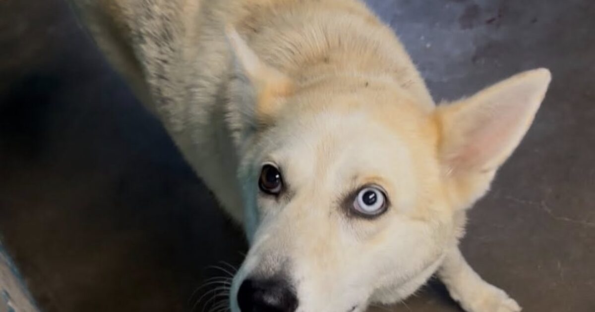 Austin Pets Alive! | Discord