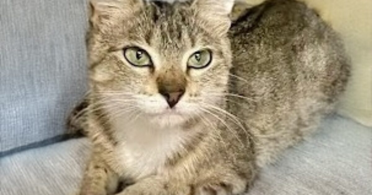 Austin Pets Alive! | Primrose