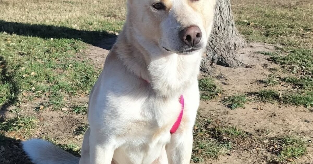 Austin Pets Alive! | Angelo