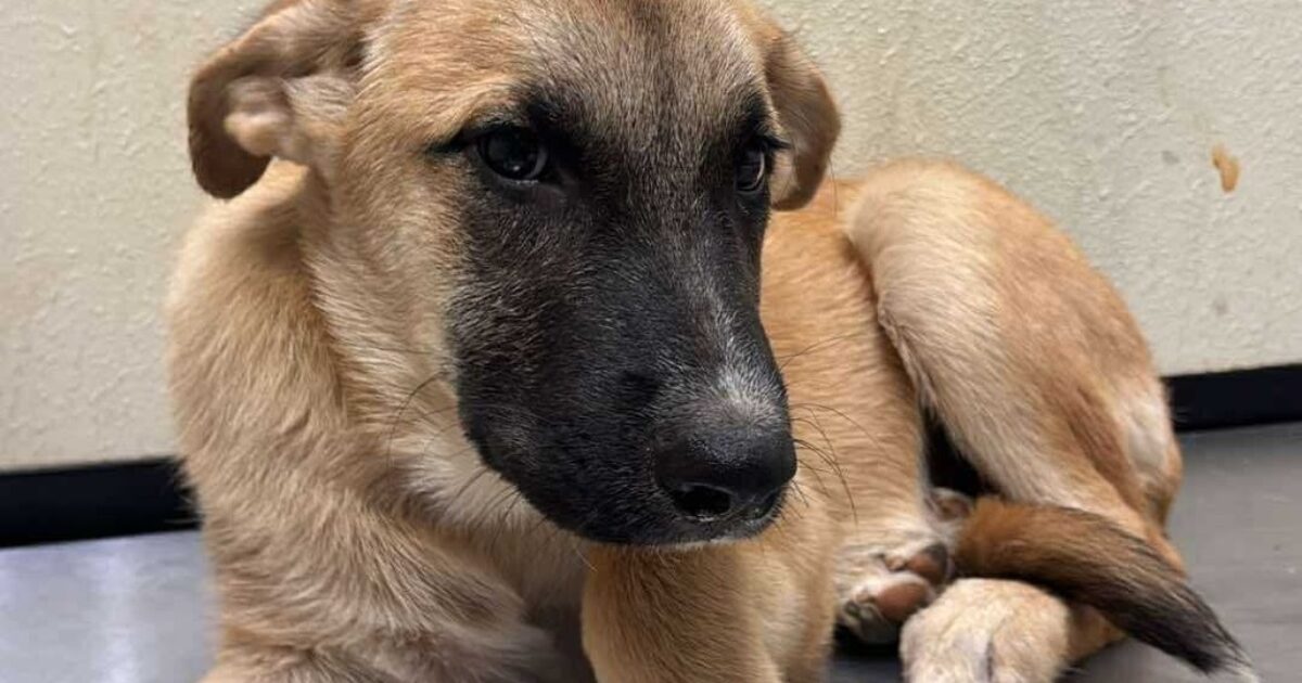 Austin Pets Alive! | Potion