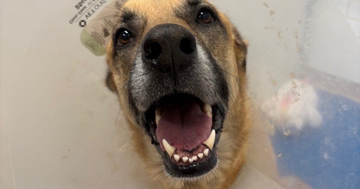 Austin Pets Alive! | Texas Holly
