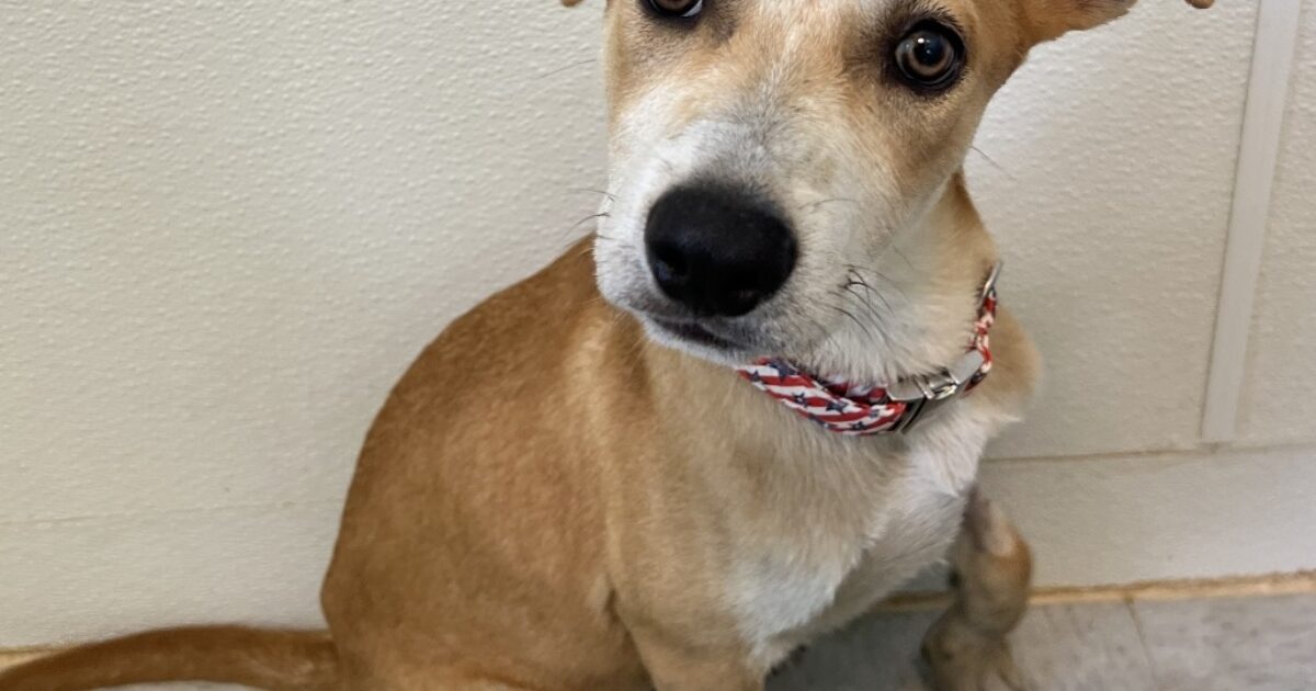 Austin Pets Alive! | Adzuki