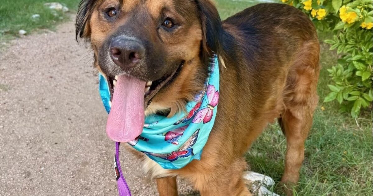 Austin Pets Alive! | Lane