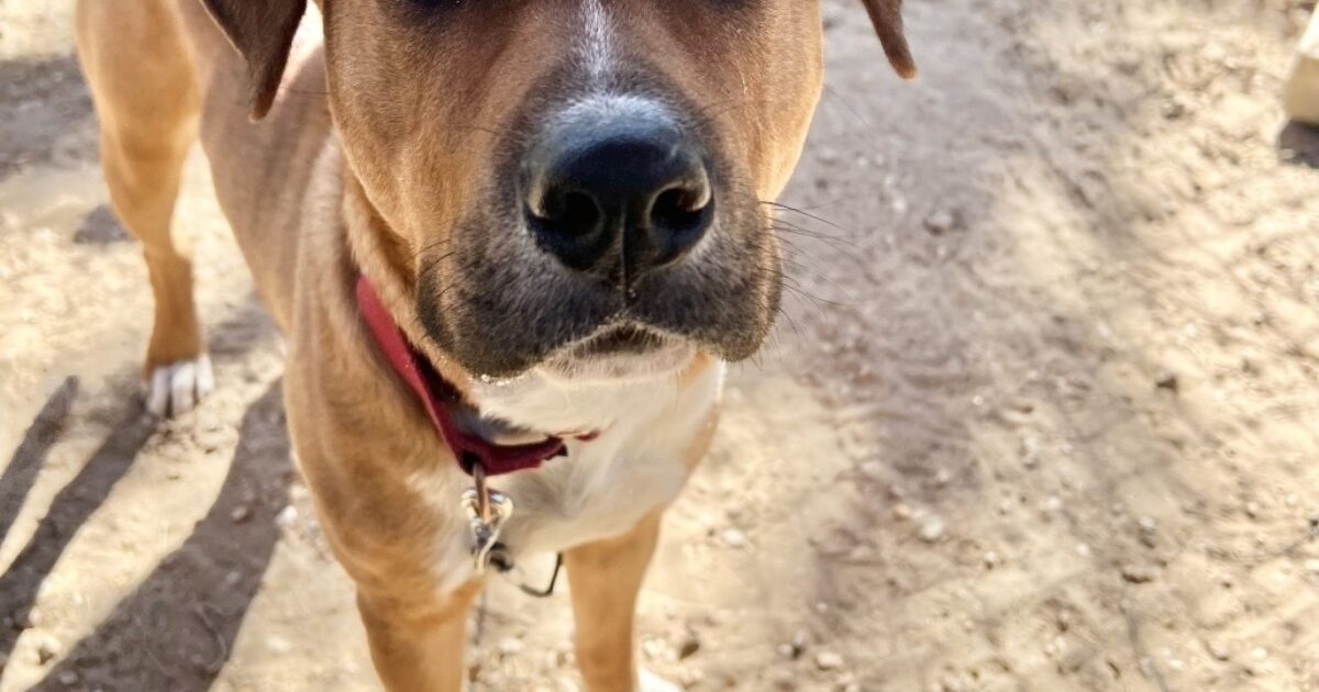 Austin Pets Alive! | Dimples