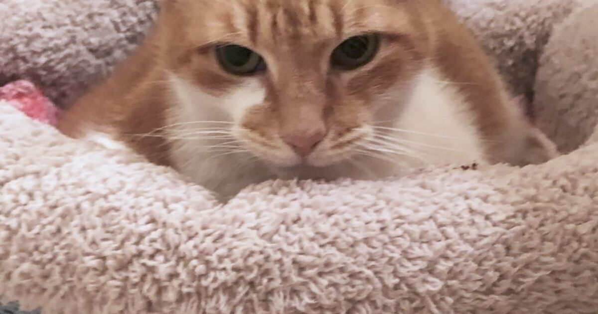 Austin Pets Alive! | Popcorn