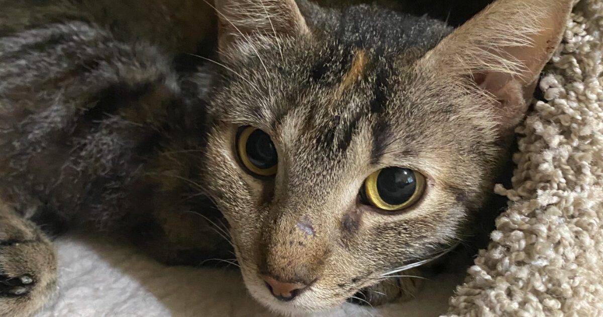 Austin Pets Alive! | Arizona