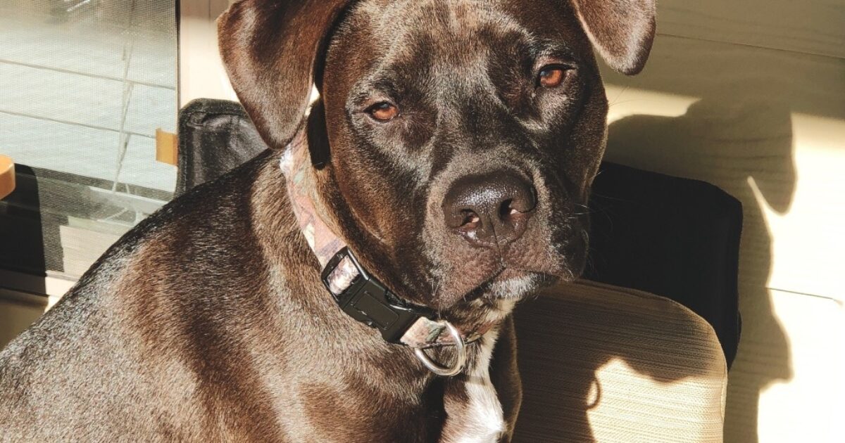 Austin Pets Alive! | Trombone