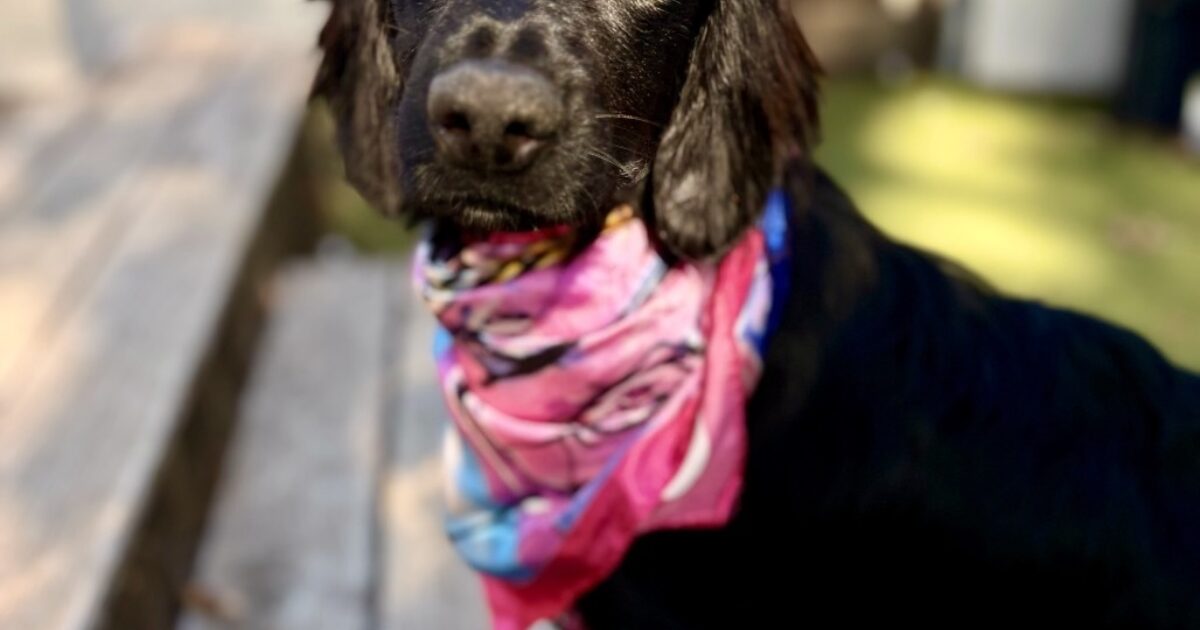 Austin Pets Alive! | Basil