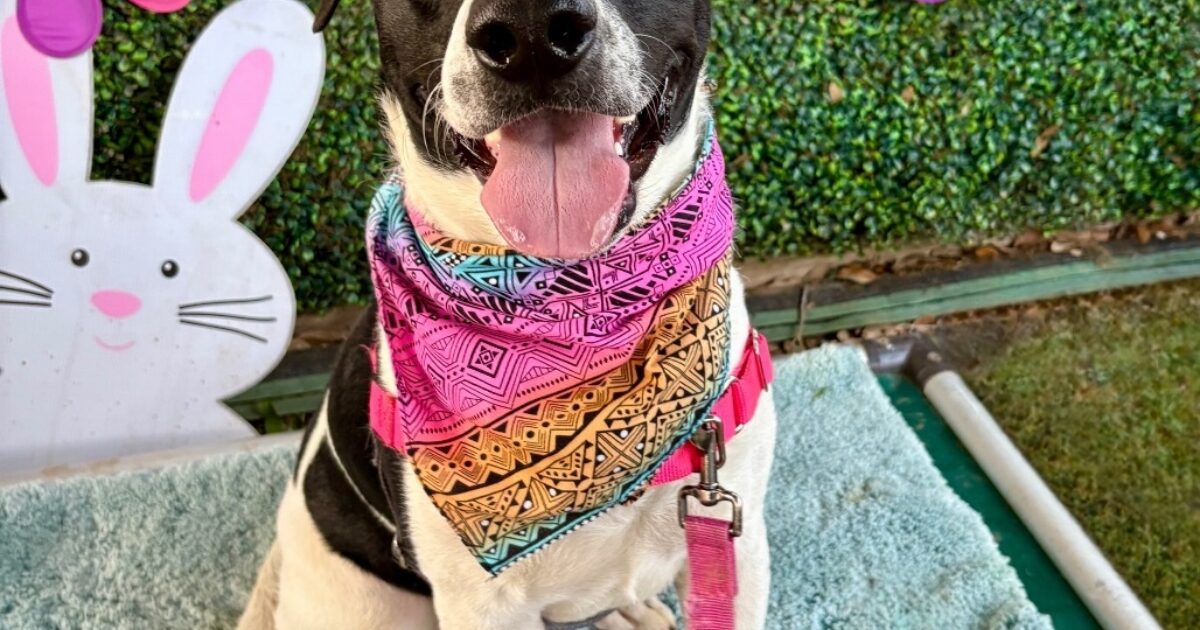 Austin Pets Alive! | Barry